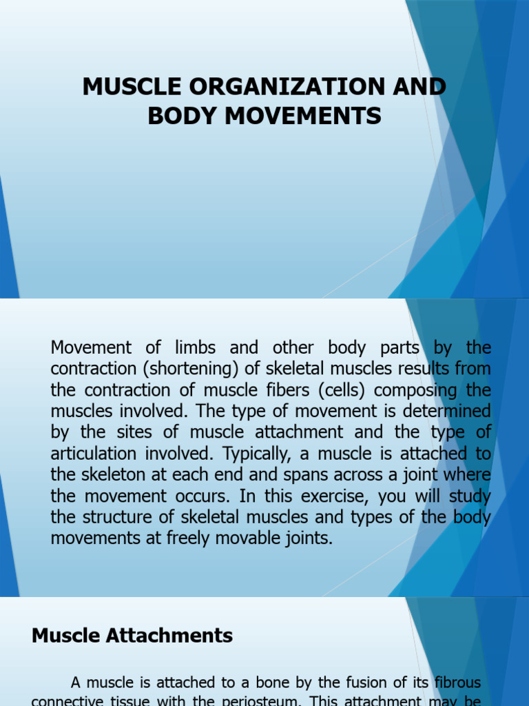 Muscle Movements and Anatomy Overview | PDF | Anatomical Terms Of ...