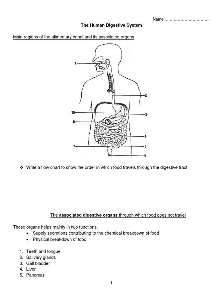 Digestion and Absorption of Fats Flowchart | PDF | Digestion | Stomach