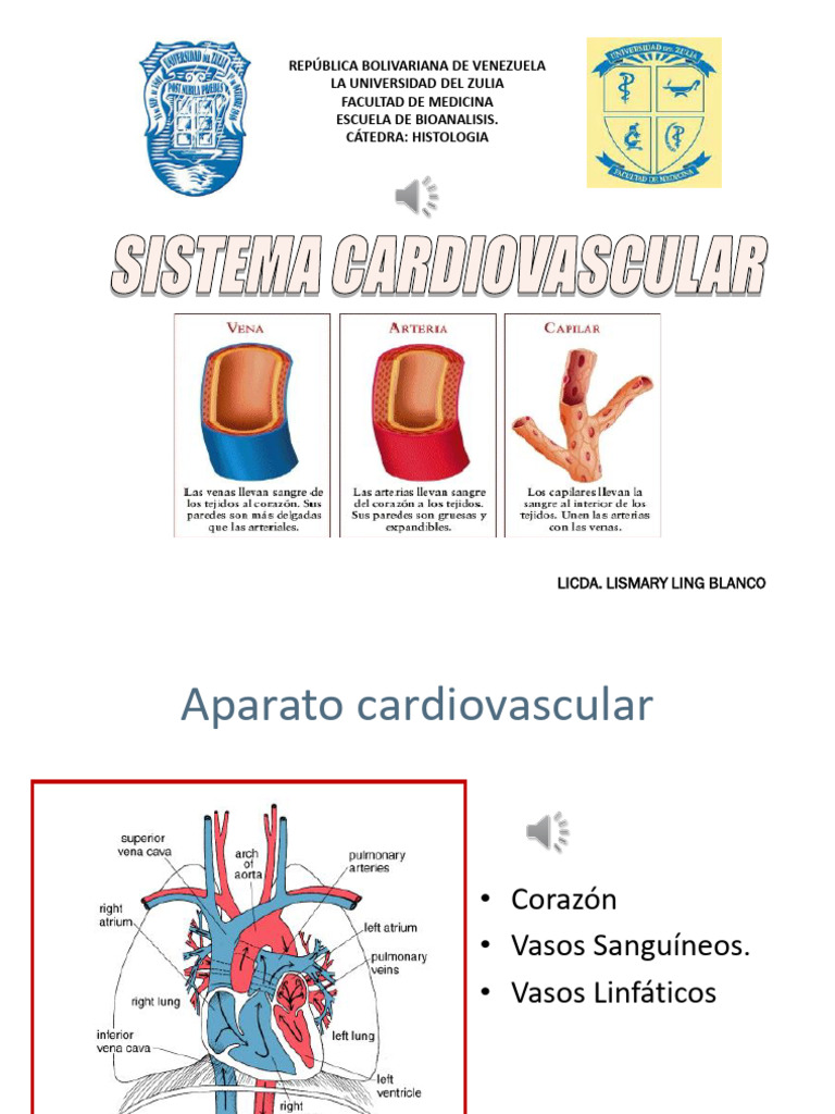 Aparato Cardiovascular - 123340 | PDF | Artería | Vena
