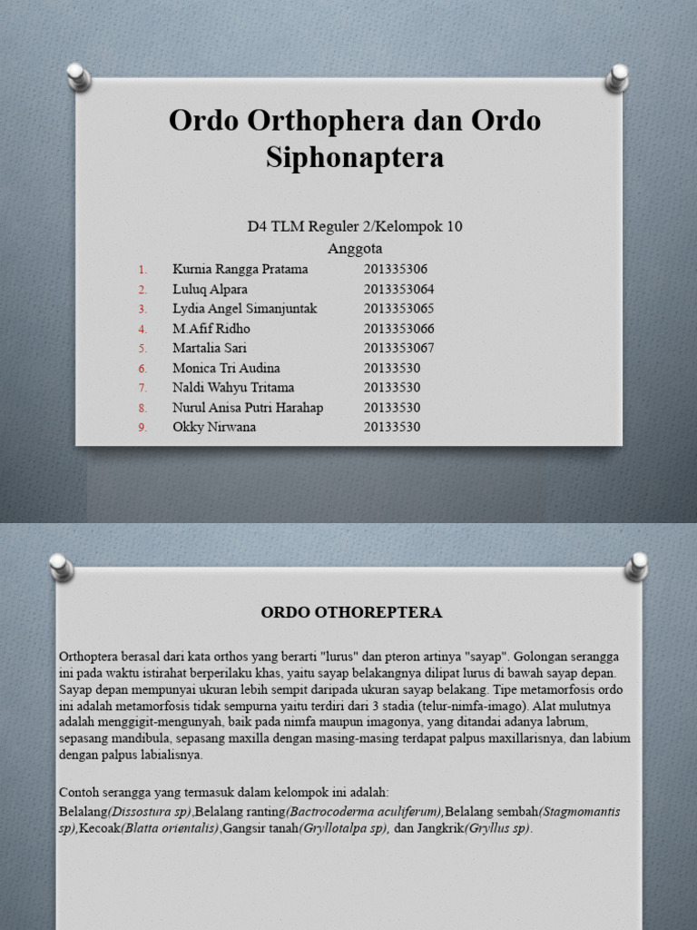 Kel 10 Ordo Orthoptera Dan Ordo Siphonaptera | PDF