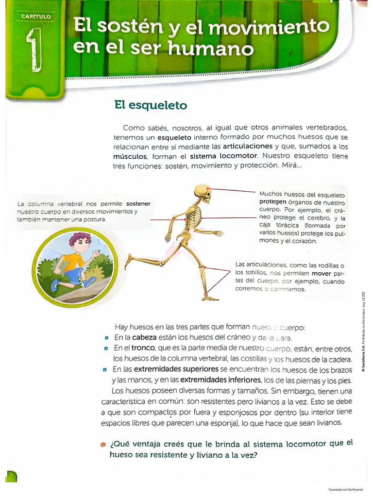 Sosten y Movimiento Del Cuerpo | PDF
