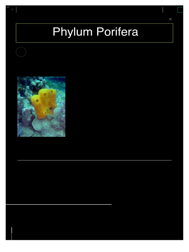 Sponges | PDF | Sponge | Skeleton