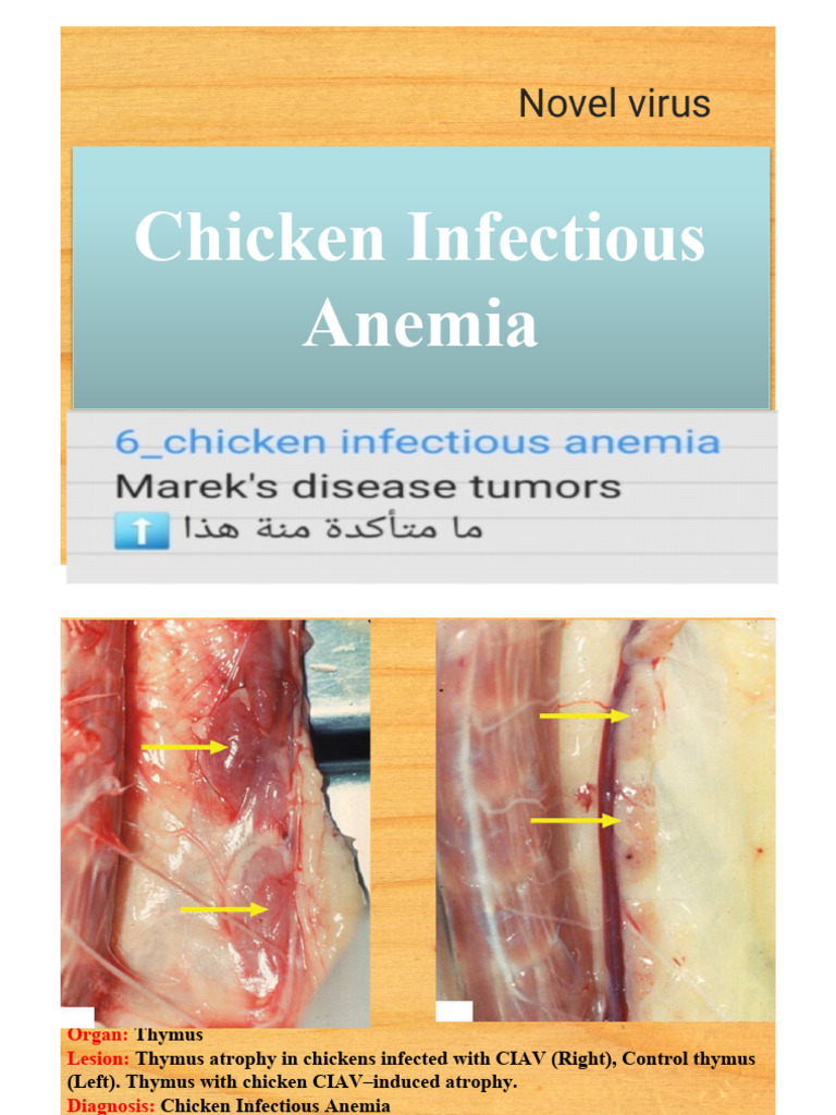 Chicken Infectious Anemia Lesions | PDF