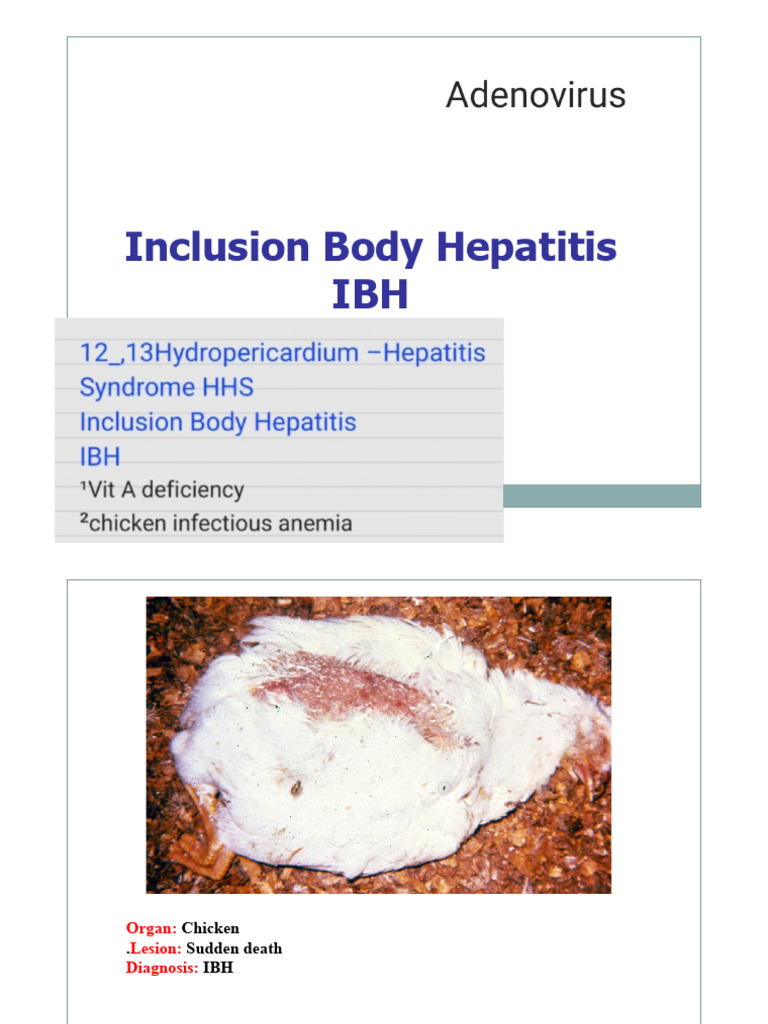 Inclusion Body Hepatitis in Chickens | PDF