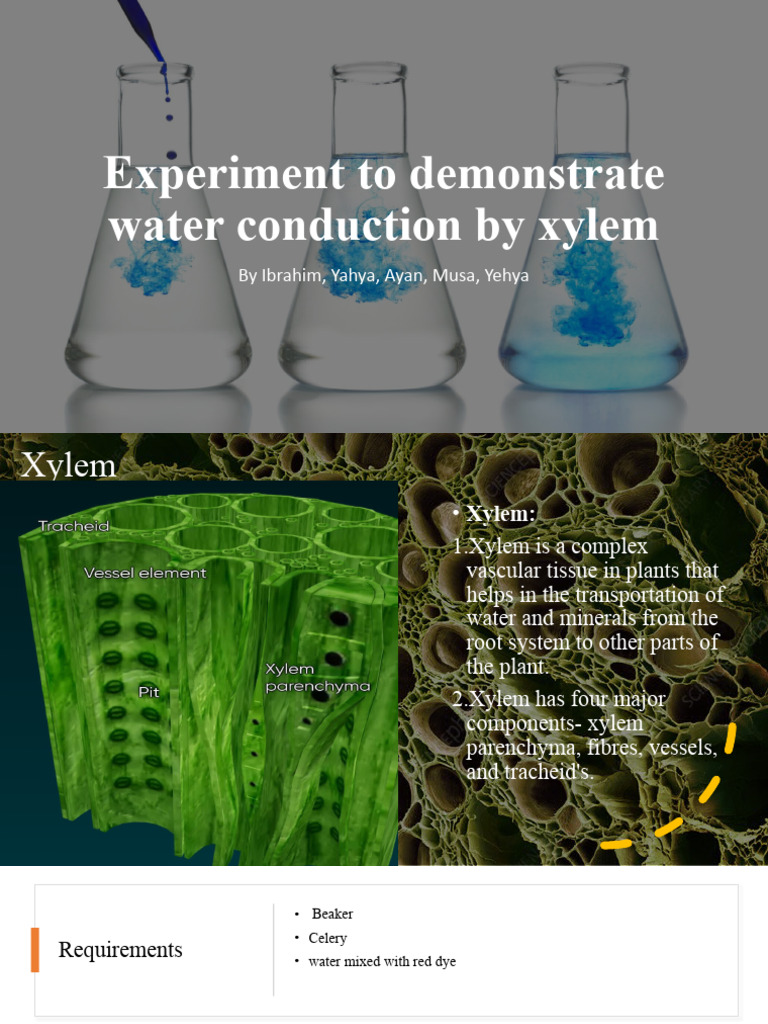 Xylem | PDF