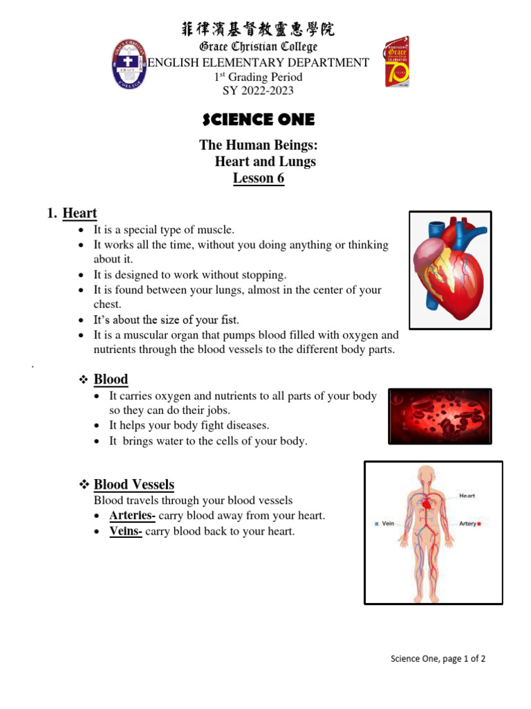 Science One Lesson 6 Heart Lungs Muscles and Bones | PDF | Blood | Heart