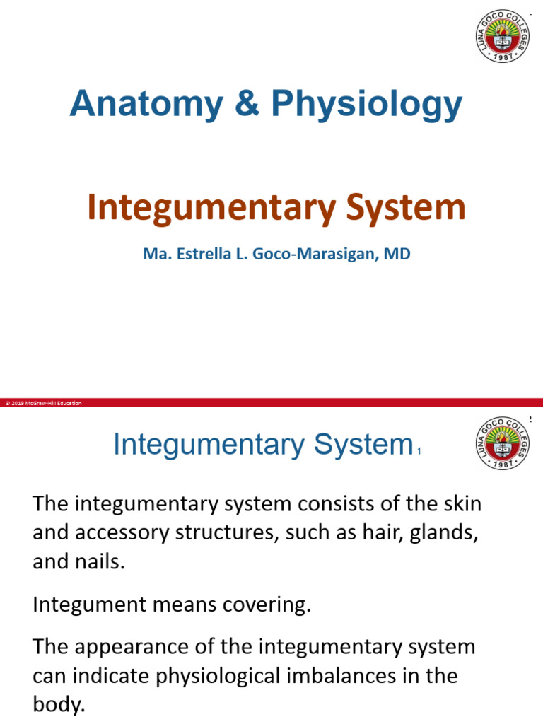 3 Integumentary System Powerpoint | PDF | Integumentary System | Skin