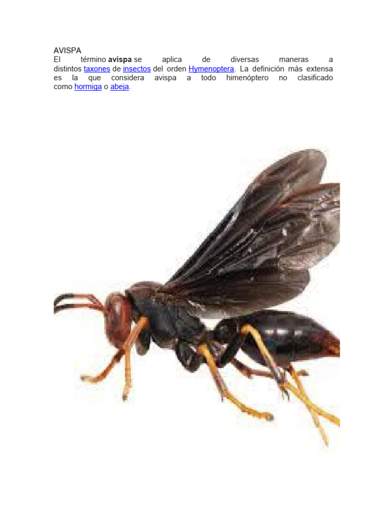 Insectos: Avispas, Mariposas y Abejas | PDF | Hogar, jardinería y bricolaje