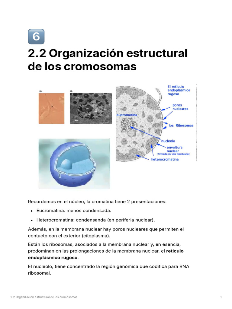 2.2 Organización Estructural de Los Cromosomas | PDF | Cromosoma ...