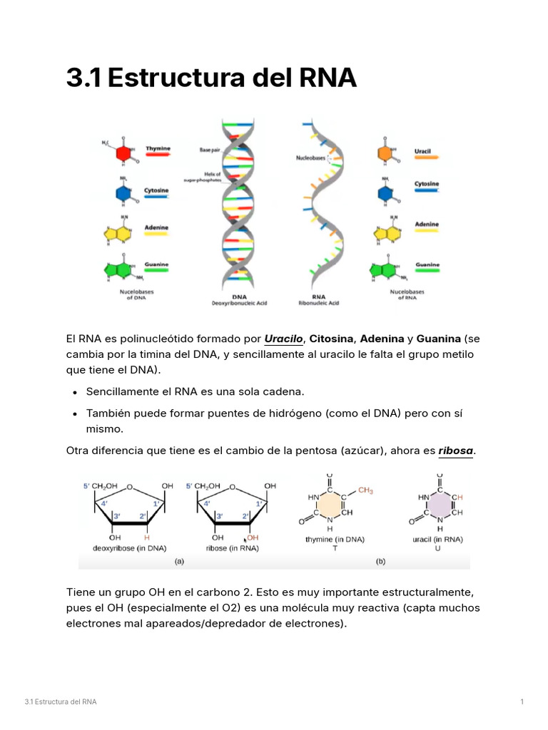 3.1 Estructura Del RNA | PDF | Rna | Adn