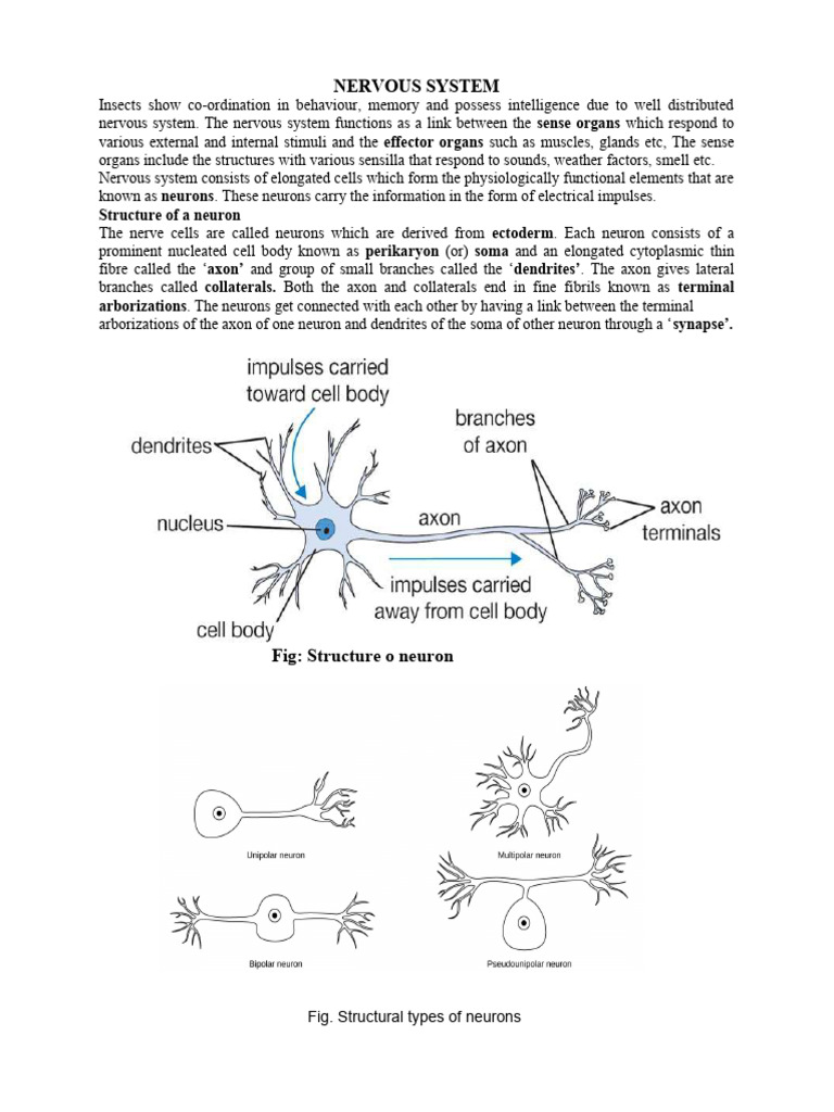 Nervous System PDF | PDF | Nervous System | Neuron