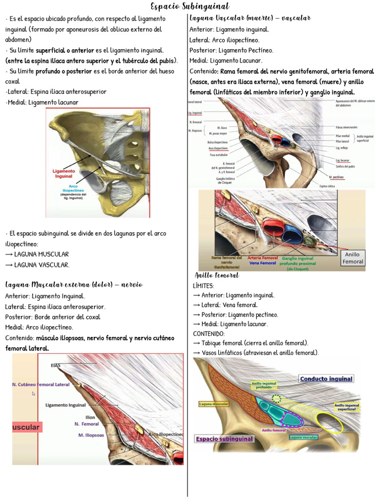 Muslo, Rodilla y Pierna | PDF | Rodilla | Extremidades (anatomía)