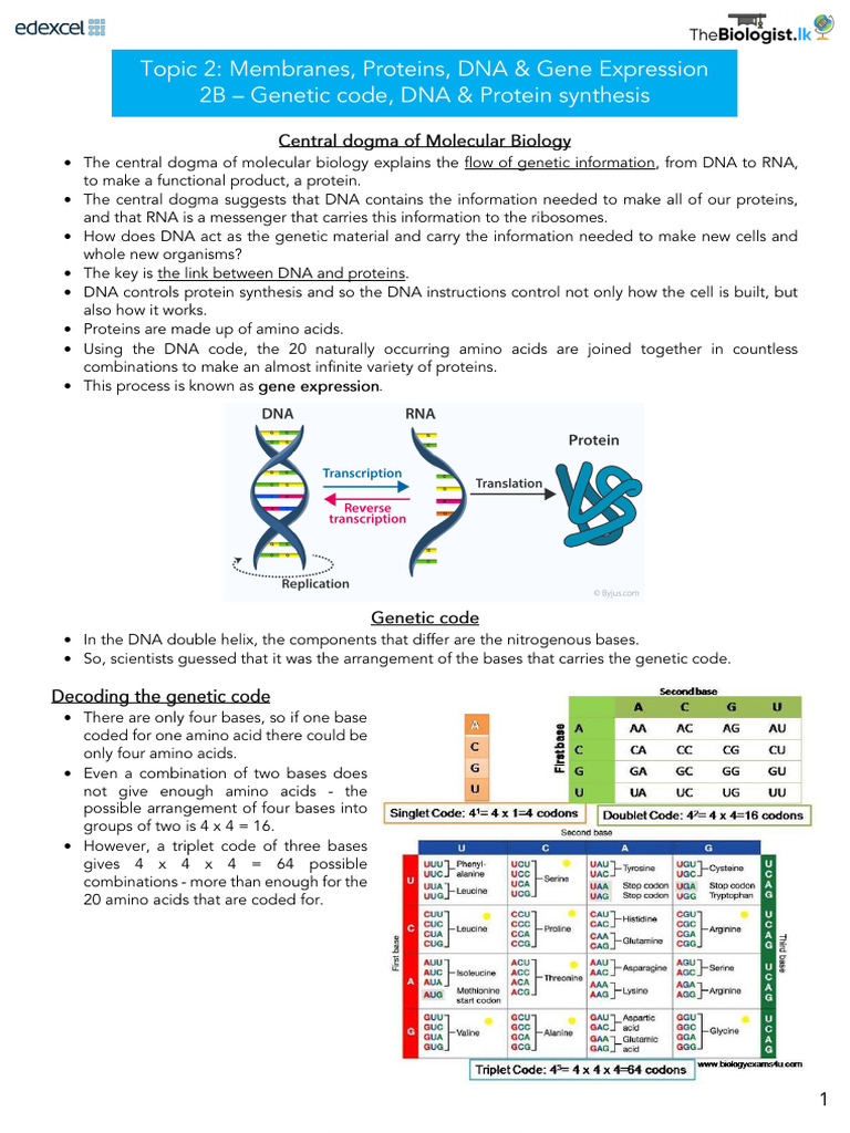Genetic | PDF | Messenger Rna | Genetic Code