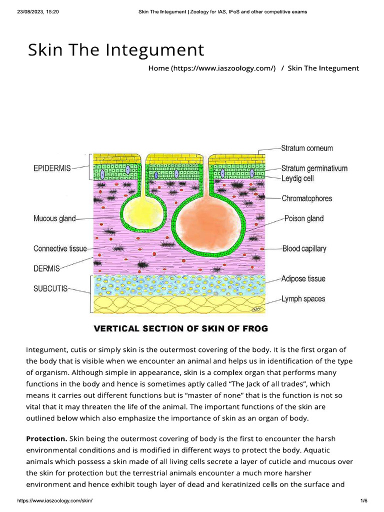 Skin The Integument | PDF