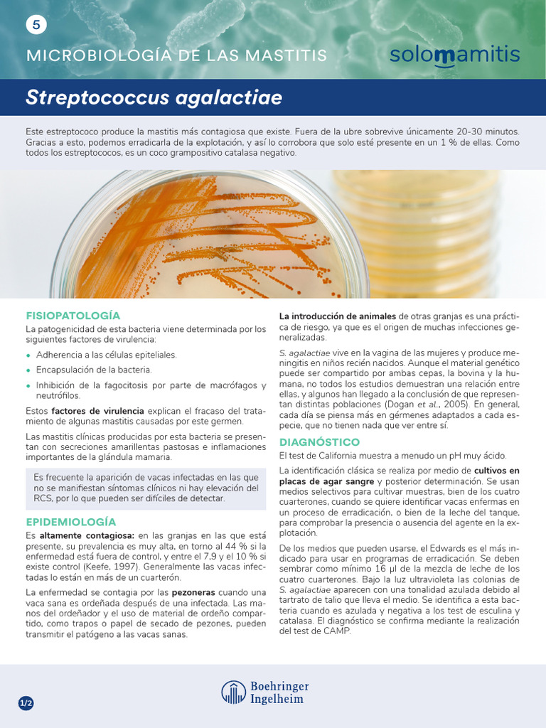 Ficha 5 Streptococcus Agalactiae | PDF | Estreptococo | Infección