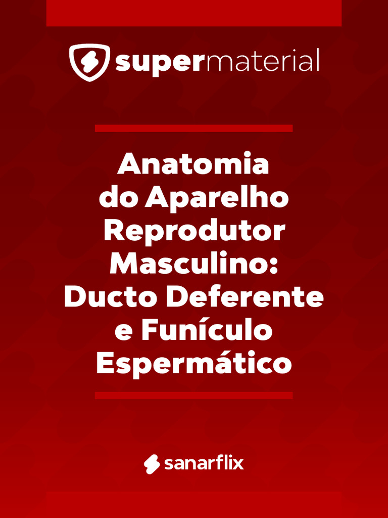Aparelho Reprodutor Masculino (Ducto Deferente e Funículo Espermático ...