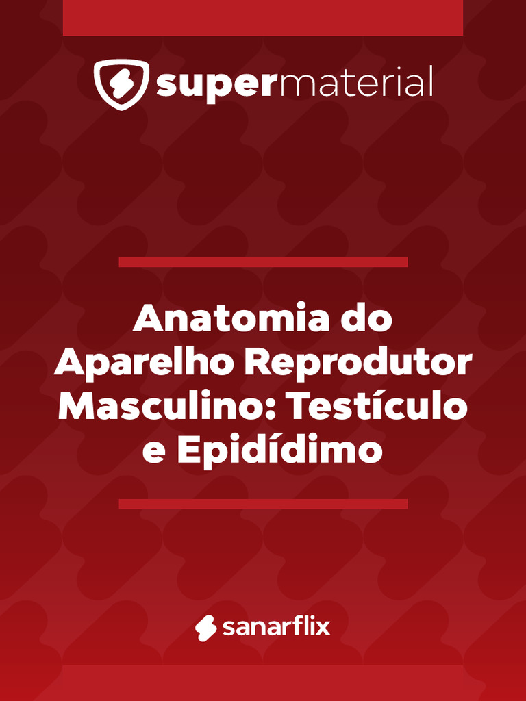 Anatomia do Testículo e Epidídimo | PDF | Testículo | Veia