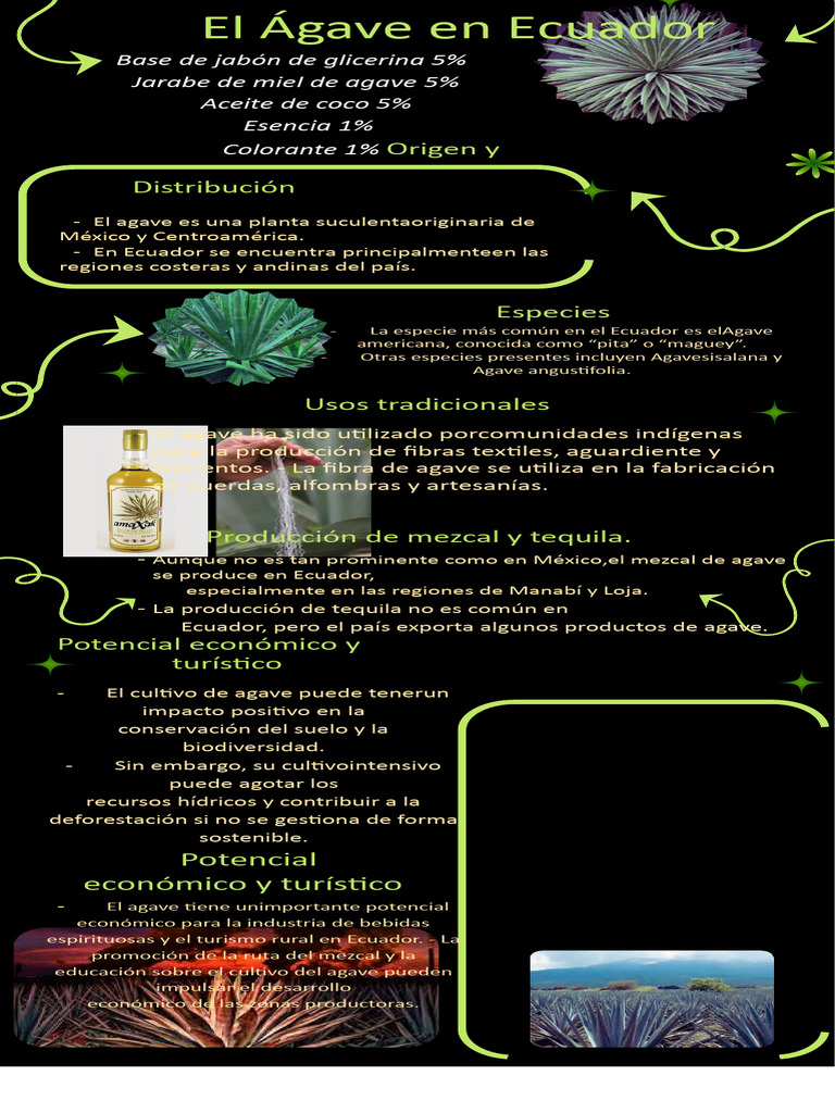 Agave Infografia | PDF | Cocina, comidas y vino