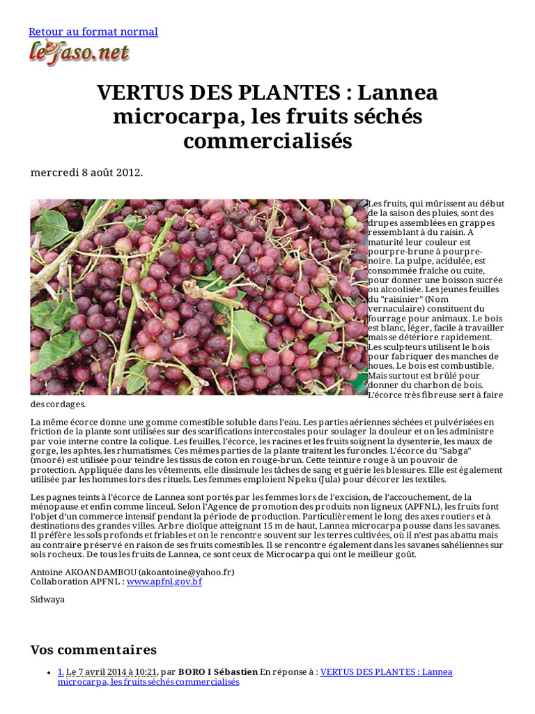 Vertus et usages de Lannea microcarpa | PDF | Bois | Plantes