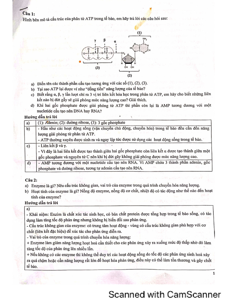 ĐỀ CƯƠNG SINH CK1 | PDF