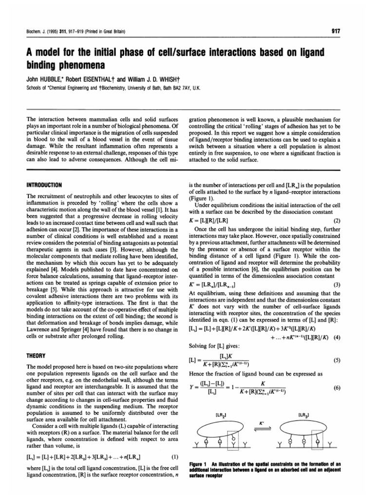A Model For The Initial Phase of Cell-Surface Interactions Based On ...