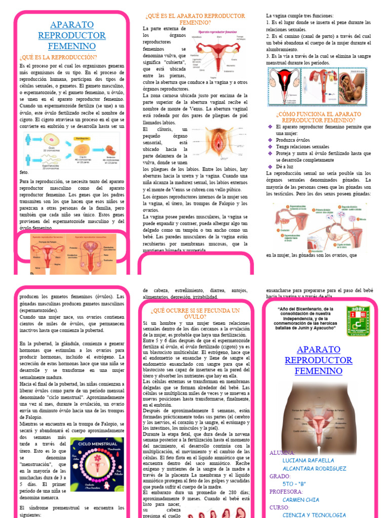 Triptico Aparato Reproductor Femenino | Descargar gratis PDF | Sistema reproductivo | Vagina