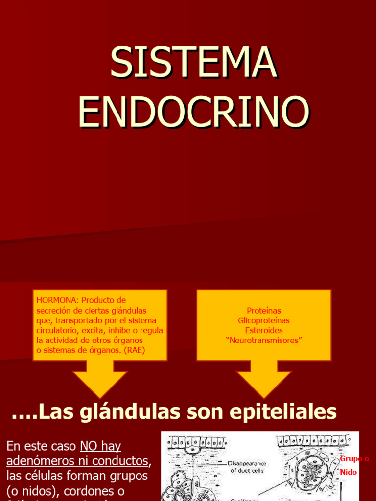 ENDOCRINO Med24 | PDF | Páncreas | Glándula pituitaria