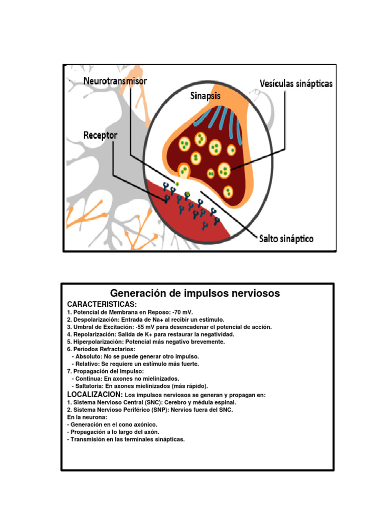 Generación de Impulsos Nerviosos y Neurotransmisores | PDF | Sinapsis ...