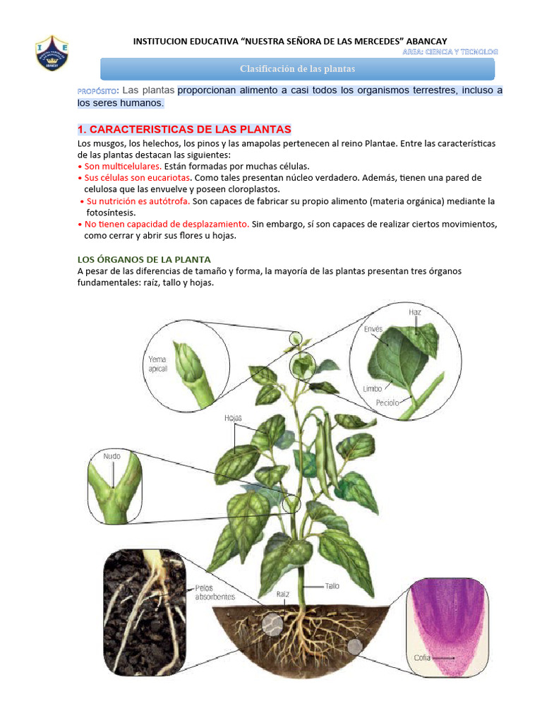 Clsificacion de Las Plantas 2 | Descargar gratis PDF | Plantas | Tallo de la planta