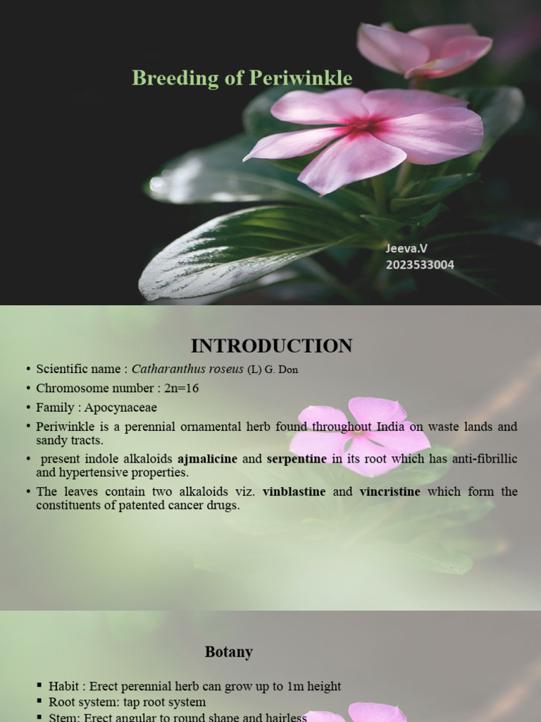 Breeding Techniques for Periwinkle | PDF | Plant Breeding | Biology