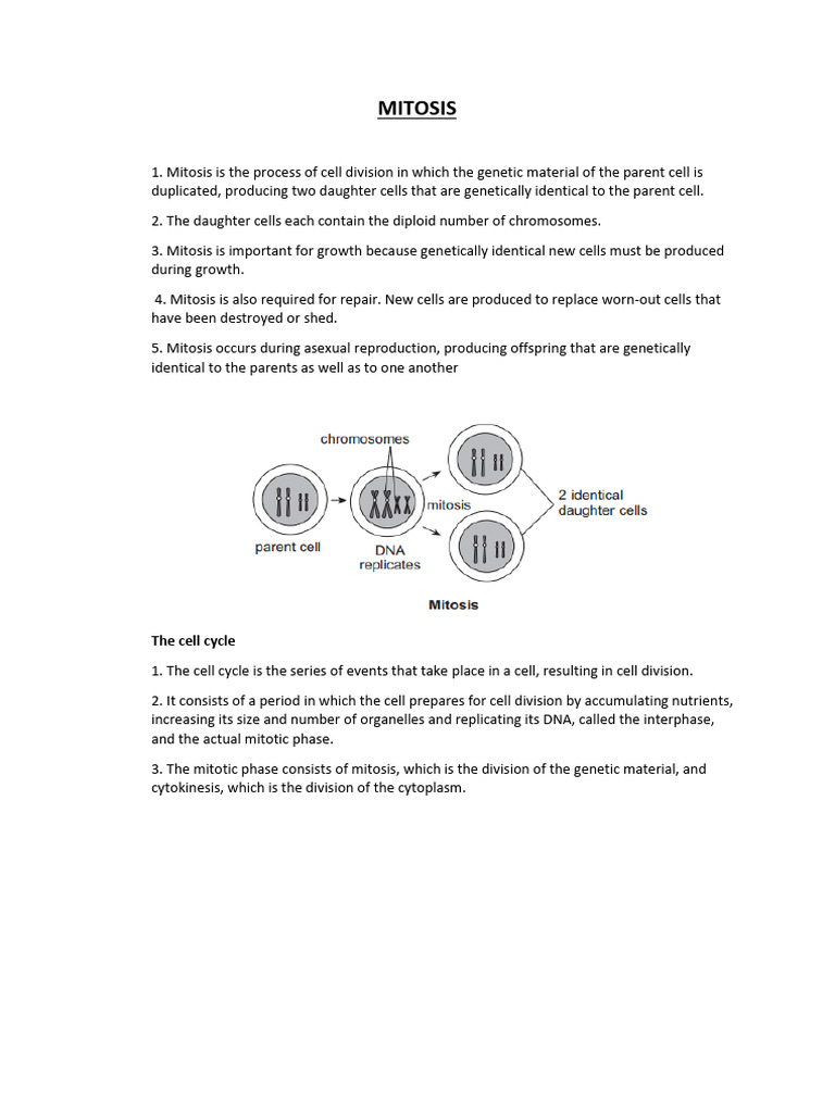 Mitosis | PDF | Mitosis | Chromosome