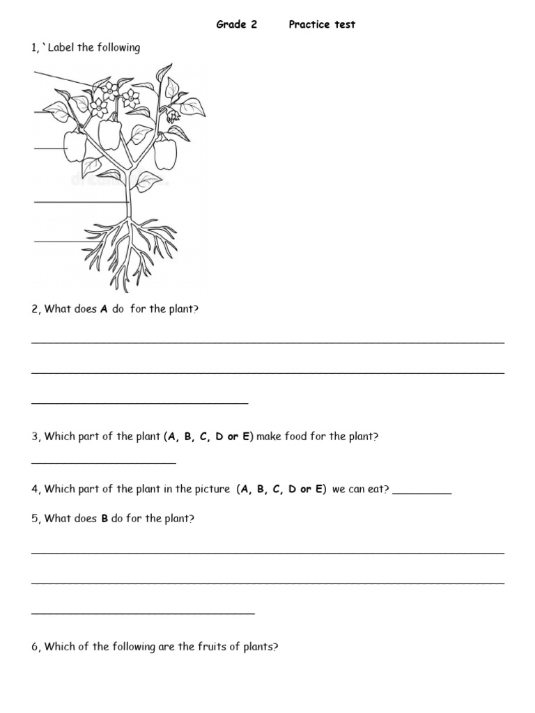 Term 1 G2 Plants | PDF | Trees | Plants