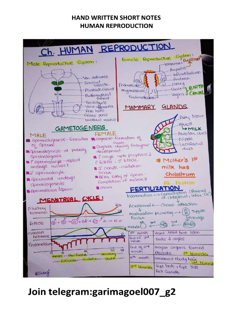 Human Reproduction SRT Nts | PDF