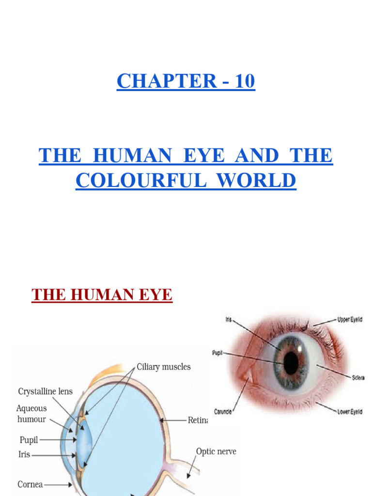 Human Eye: Structure and Functions | PDF | Eye | Human Eye
