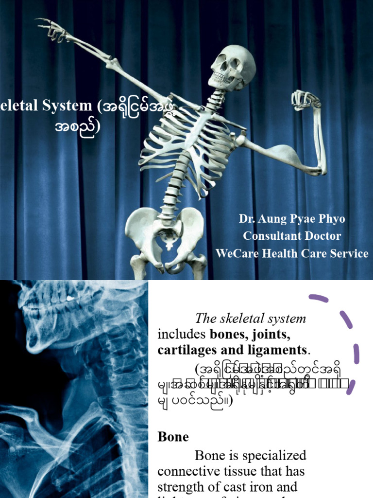 Skeletal System PP | PDF | Skeleton | Vertebra