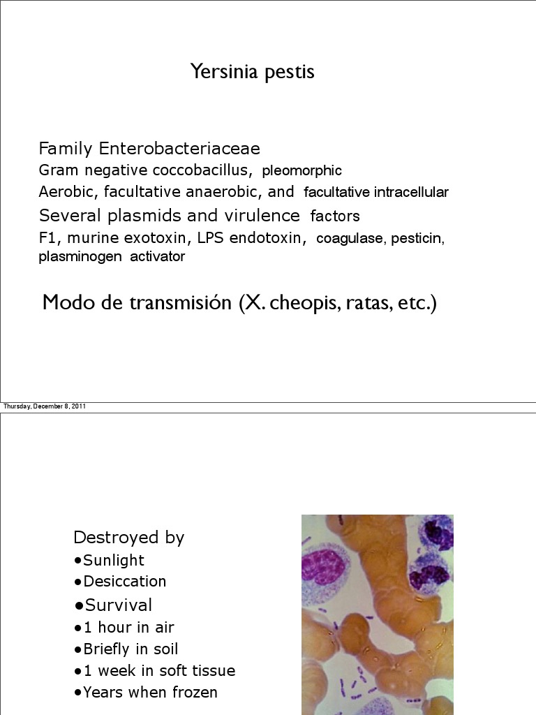 Plaga Short Version | PDF | Science & Mathematics