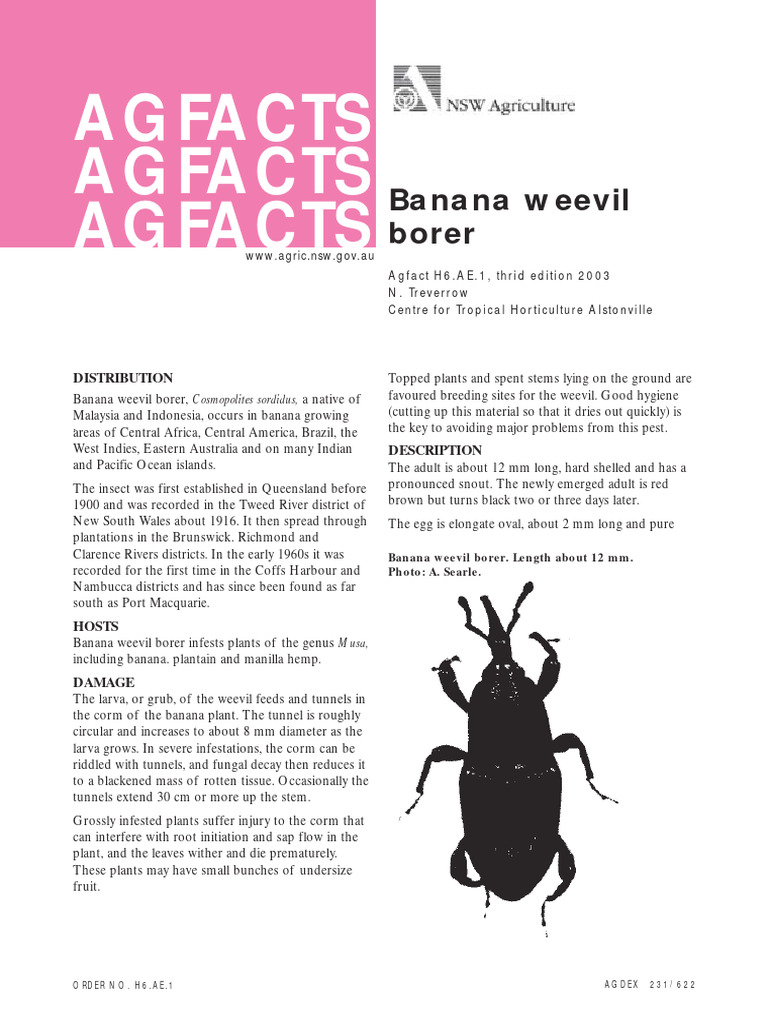 Banana Weevil Borer | PDF | Banana | Insects