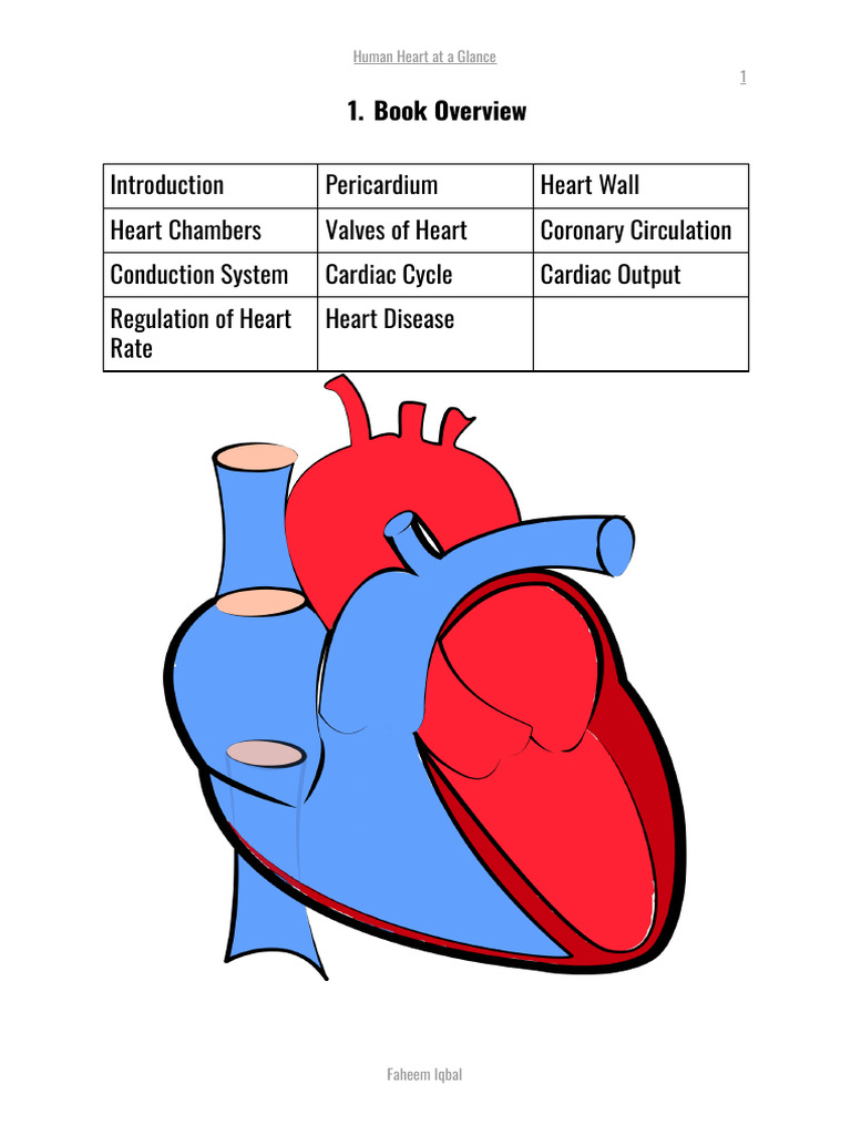 Human Heart Anatomy Overview | PDF | Heart Valve | Coronary Circulation
