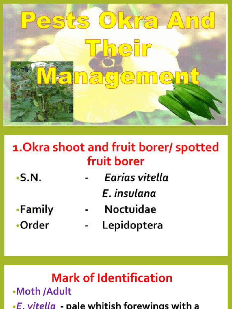 Pest of Okra | PDF