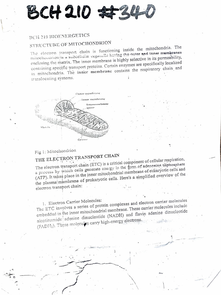 BCH 210 Electron Transport Chain | PDF | Electron Transport Chain | Adenosine Triphosphate