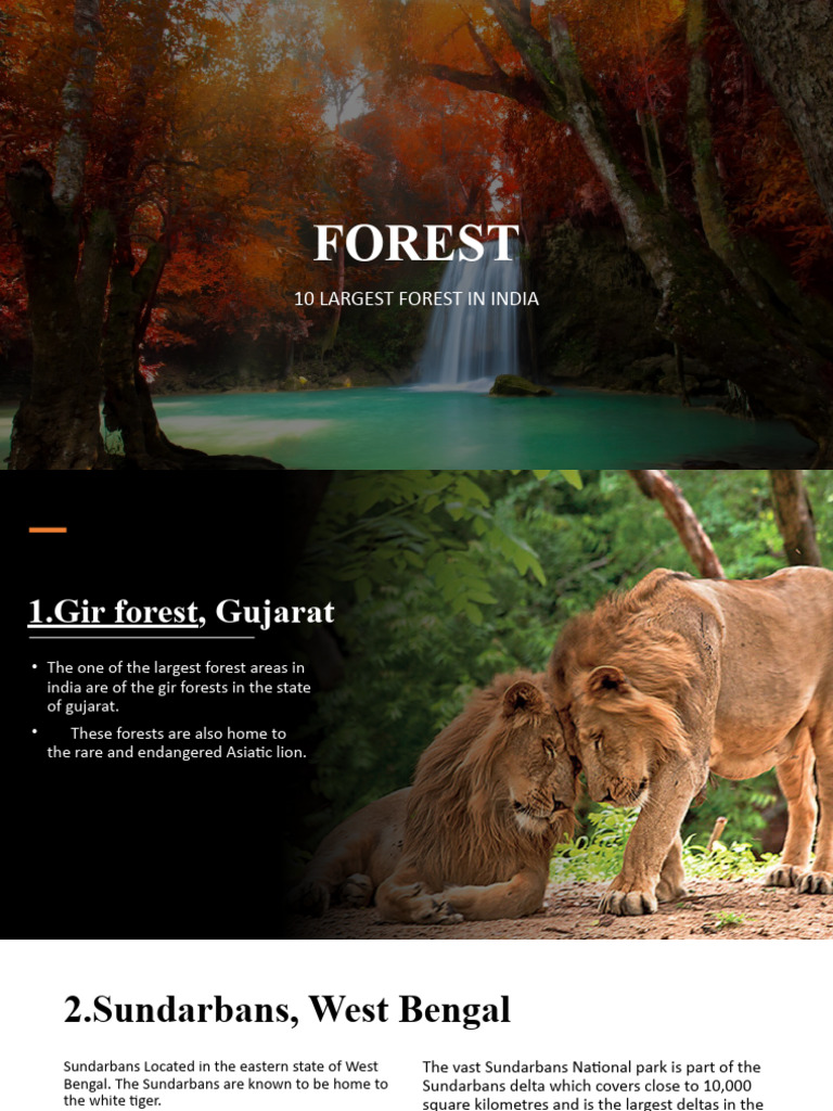 Forest | PDF