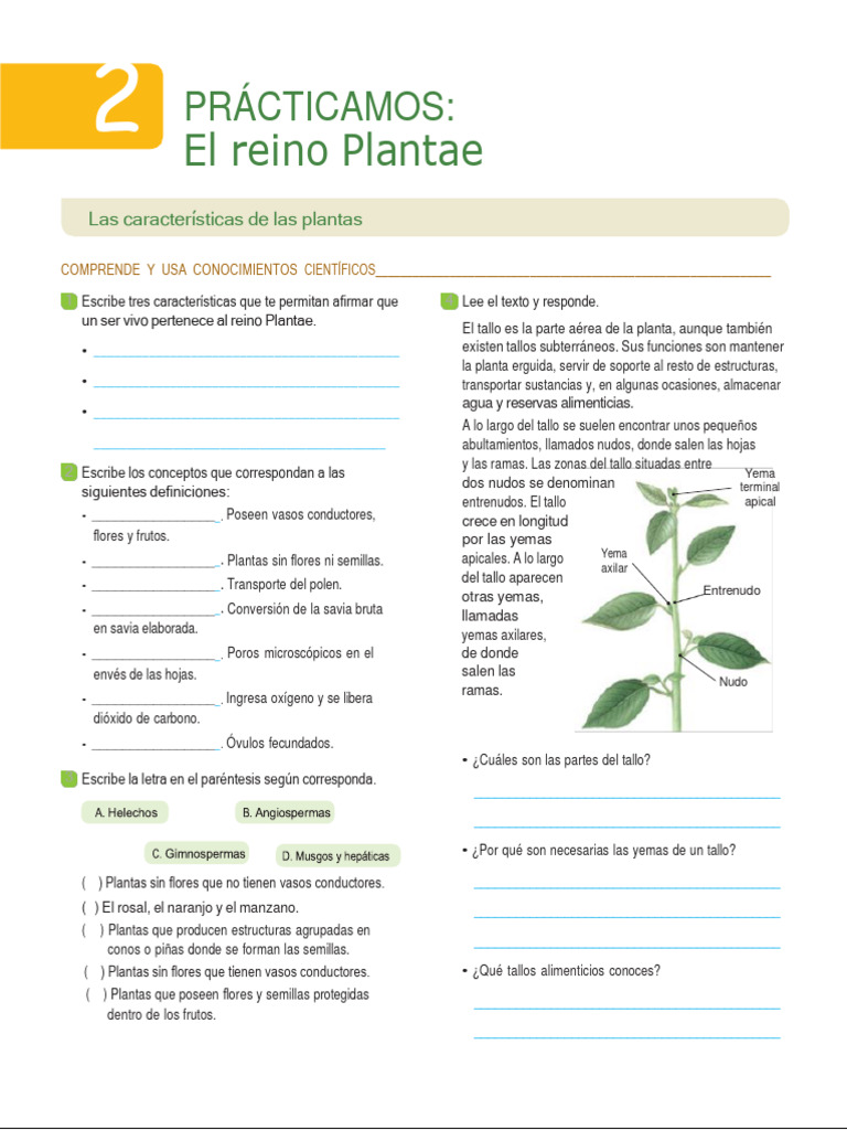 A1º Pract Act1 Cyt U2 | PDF | Tallo de la planta | Plantas
