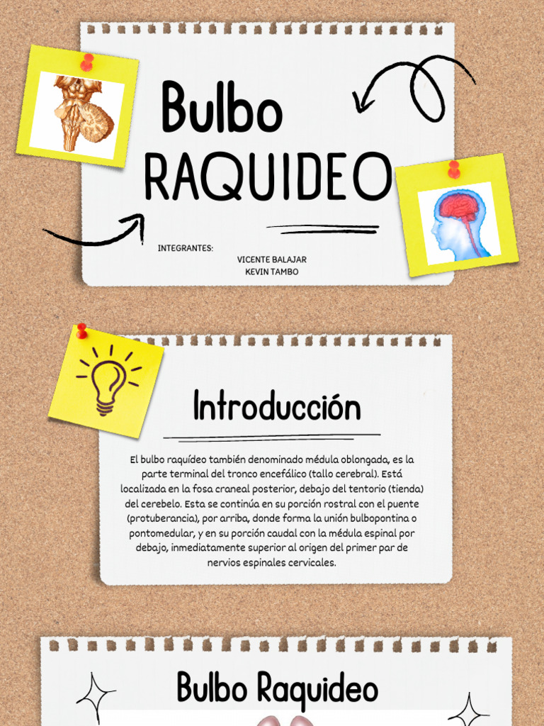 Bulbo Raquideo | PDF | Estudios de idiomas extranjeros | Arte