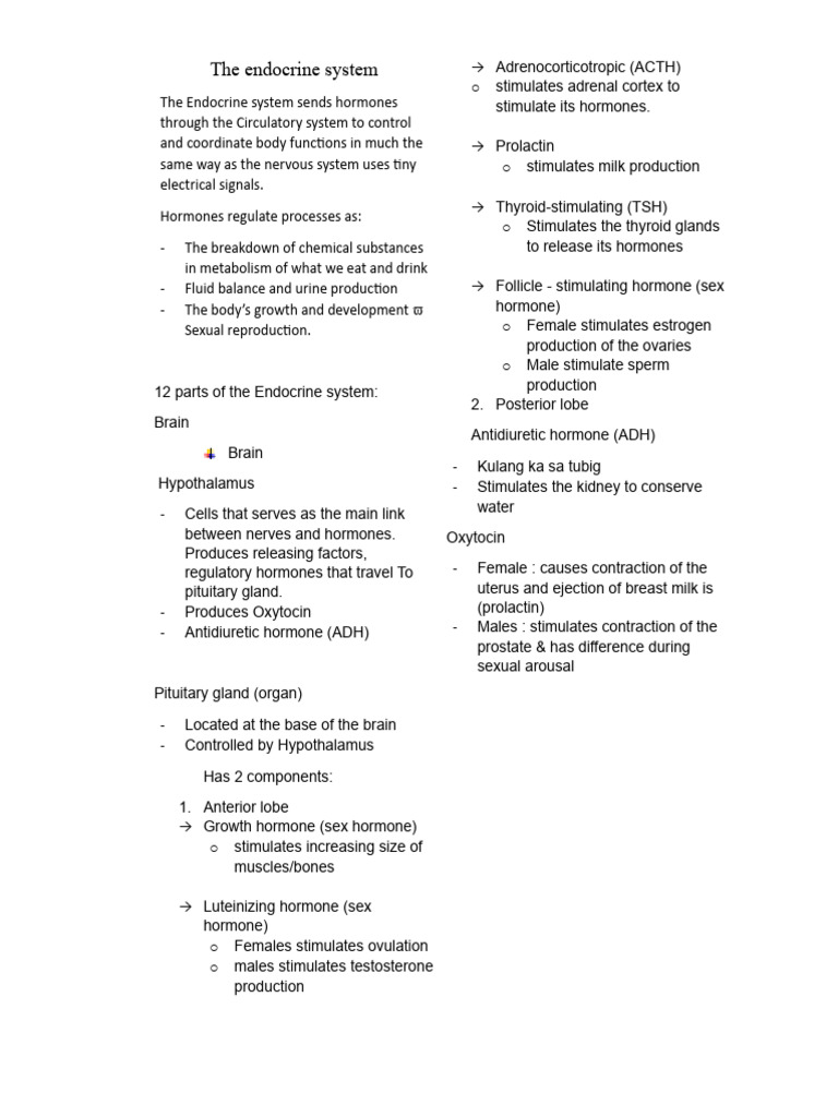 The Endocrine System | PDF | Endocrine System | Adrenal Gland