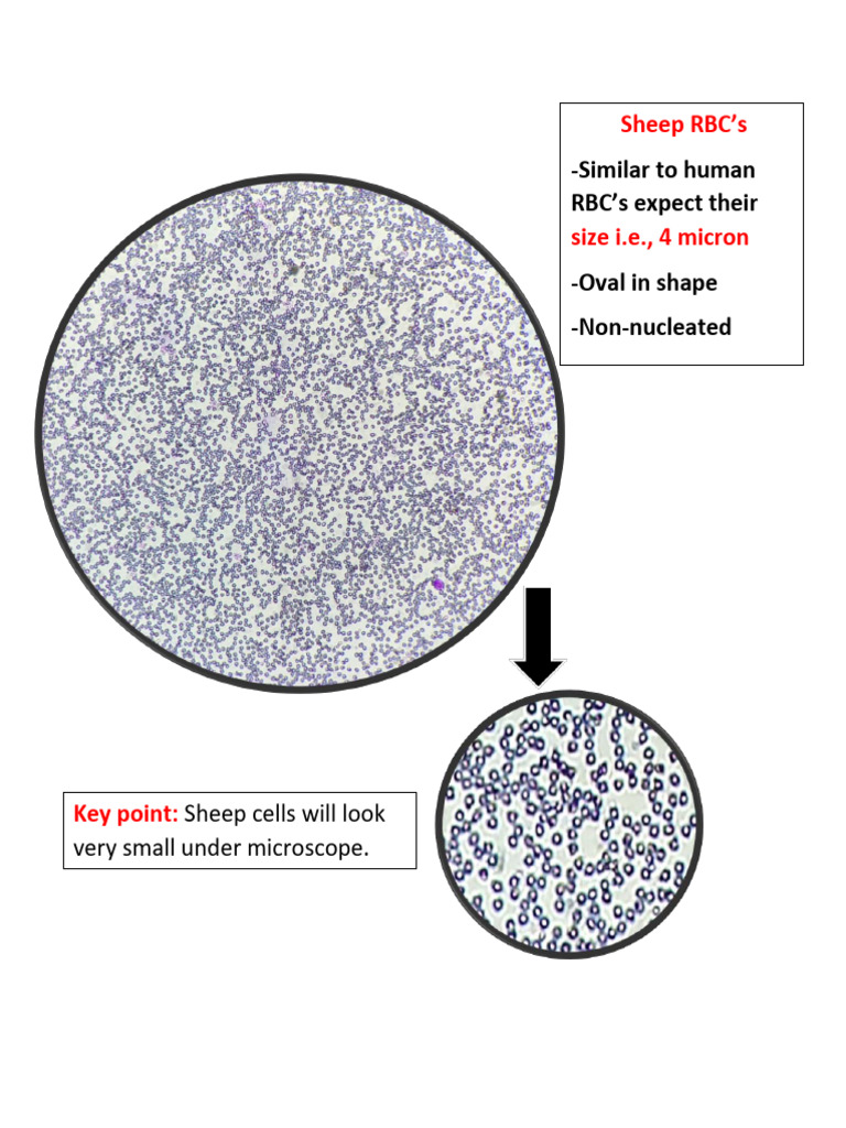 Blood Slides - 240306 - 113844 | PDF