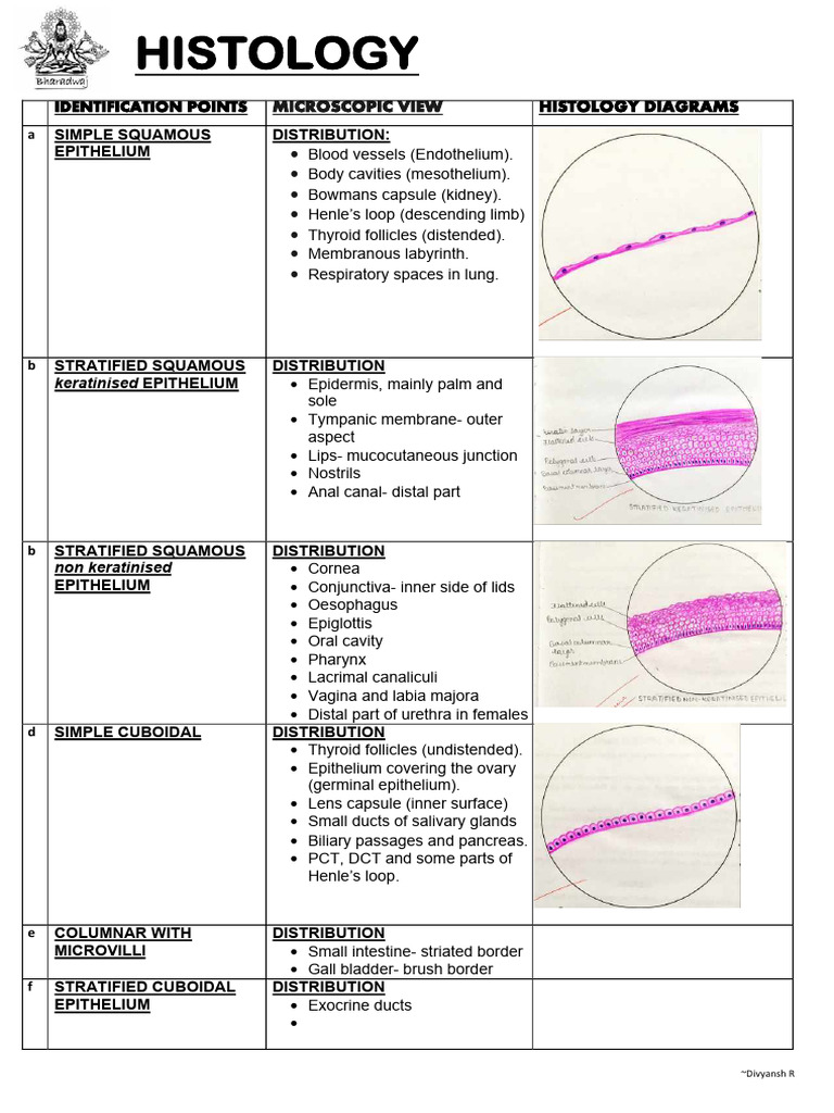 Histology: Epithelium and Tissue Types | PDF | Epithelium | Stomach