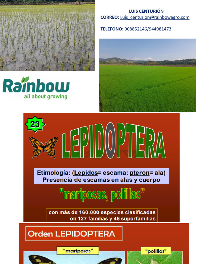 Solución Lepidopteros | PDF