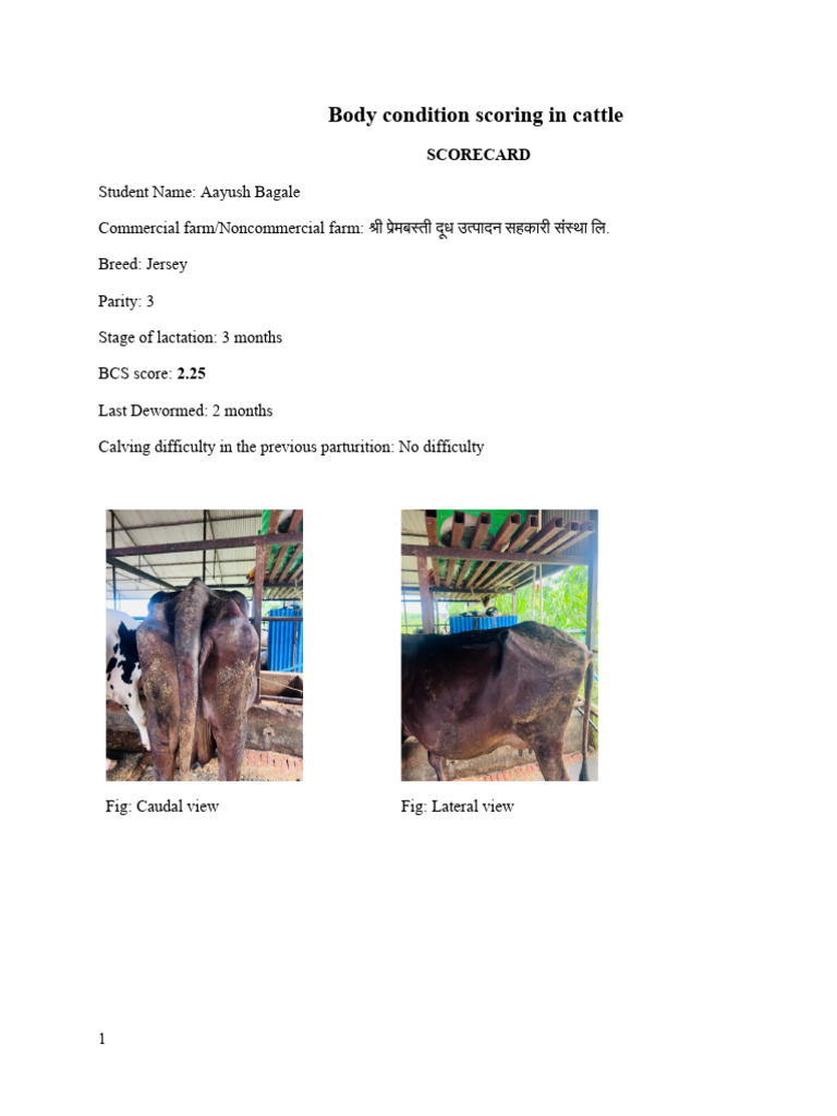 Body Condition Scoring in Cattle New | PDF | Cattle | Bovidae