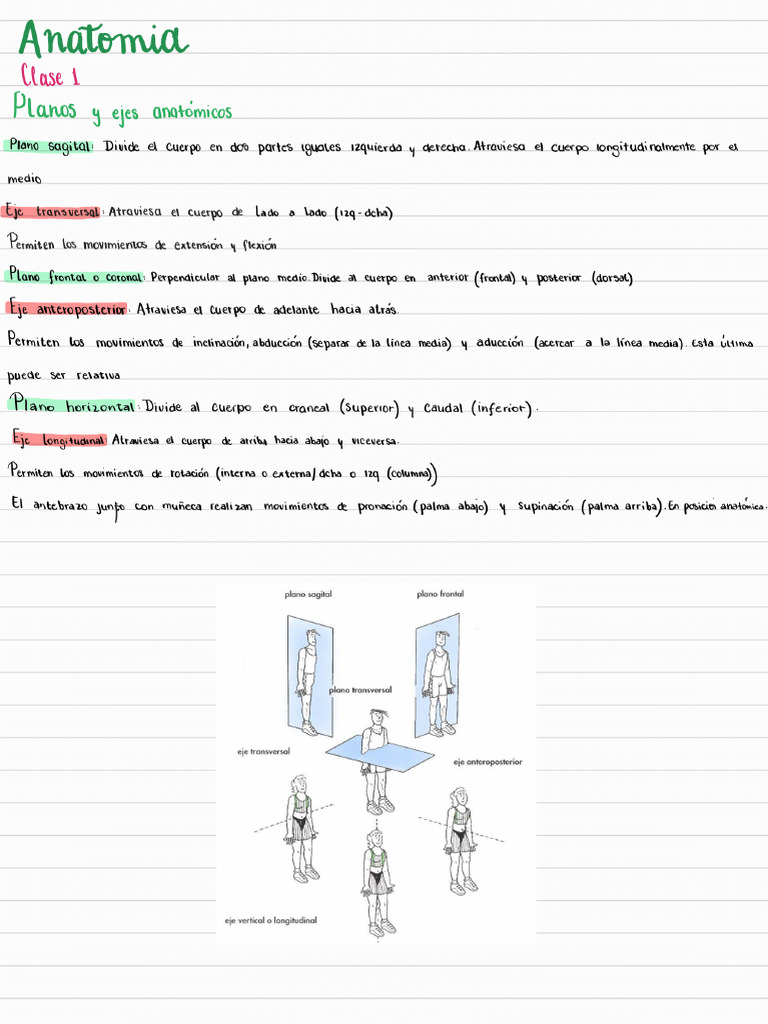 Anatomia Unsam - 240609 - 223535 | PDF