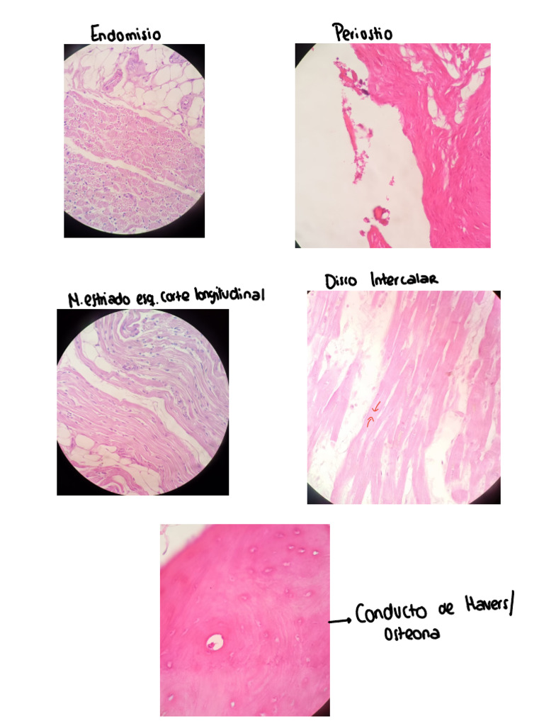 Practica Histo 2 | PDF